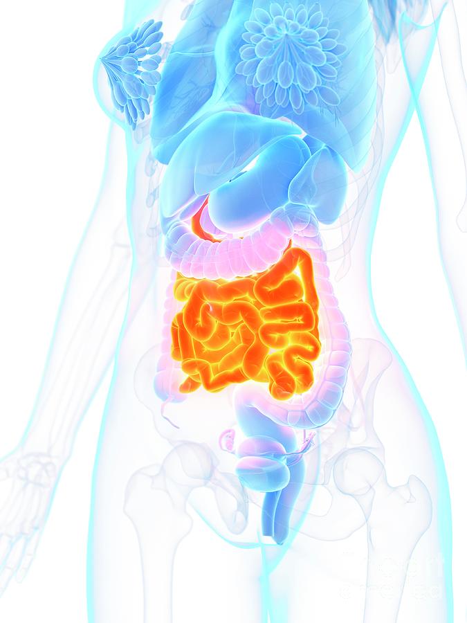Small Intestine Photograph by Sebastian Kaulitzki/science Photo Library ...