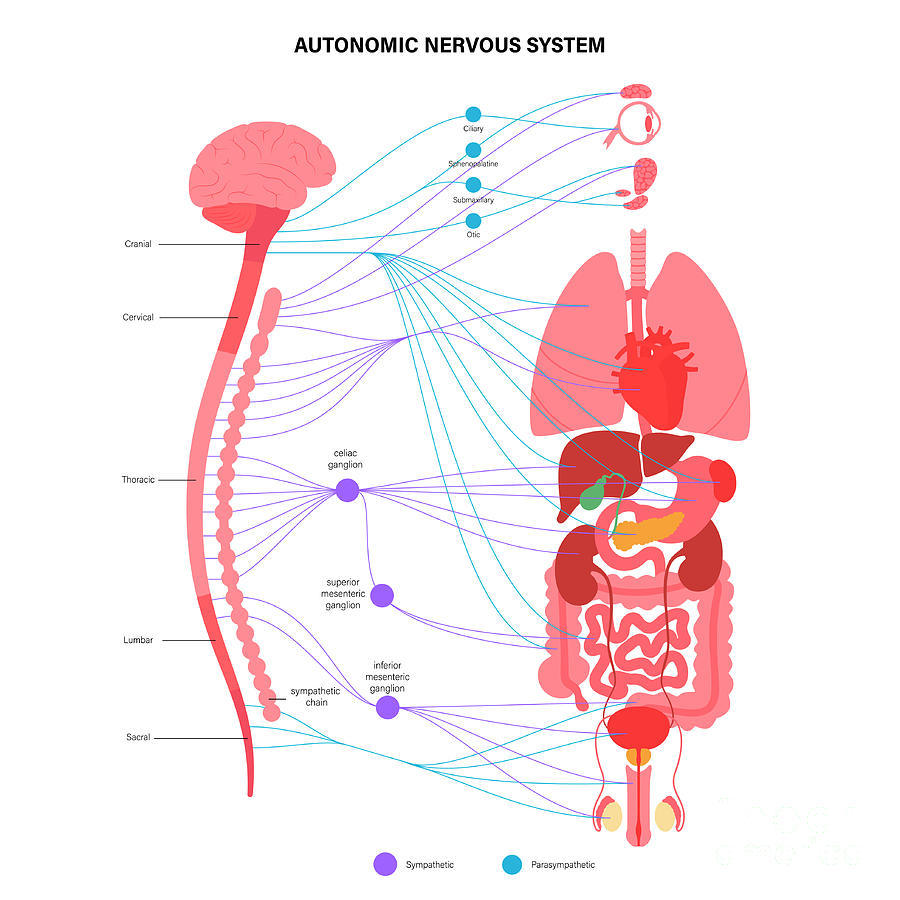 Autonomic Nervous System Photograph by Pikovit / Science Photo Library ... Autonomic Nervous System Photograph by Pikovit / Science Photo Library ...