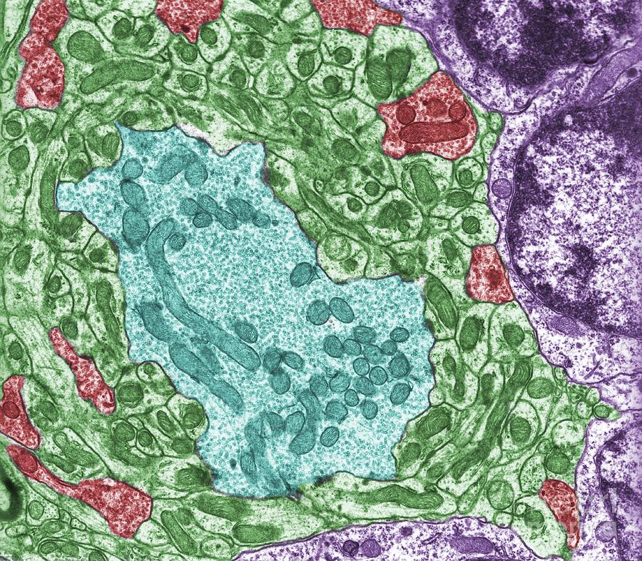 Cerebellar Glomerulus Photograph by Jose Calvo / Science Photo Library ...