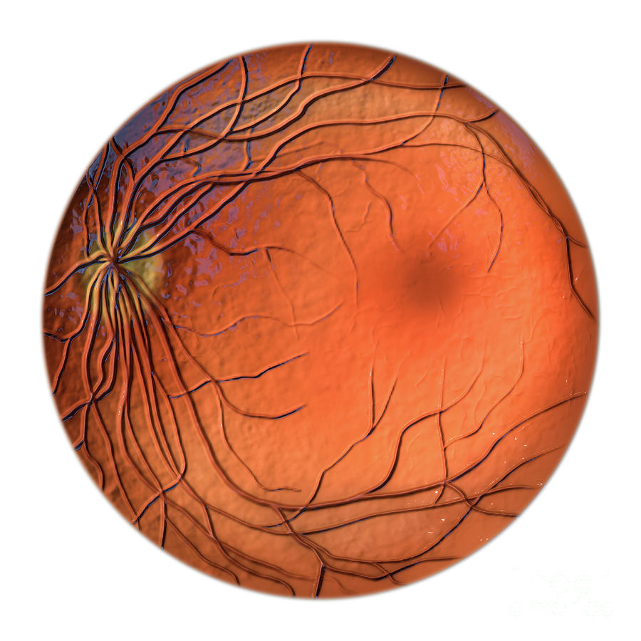 Healthy Retina Photograph by Kateryna Kon/science Photo Library - Fine ...