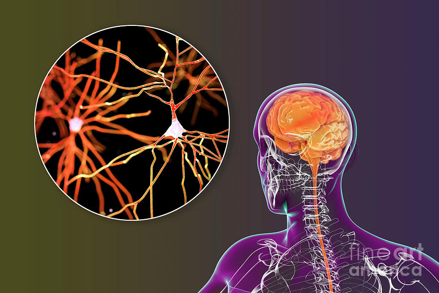 Human Brain And Neurons Photograph by Kateryna Kon/science Photo ...