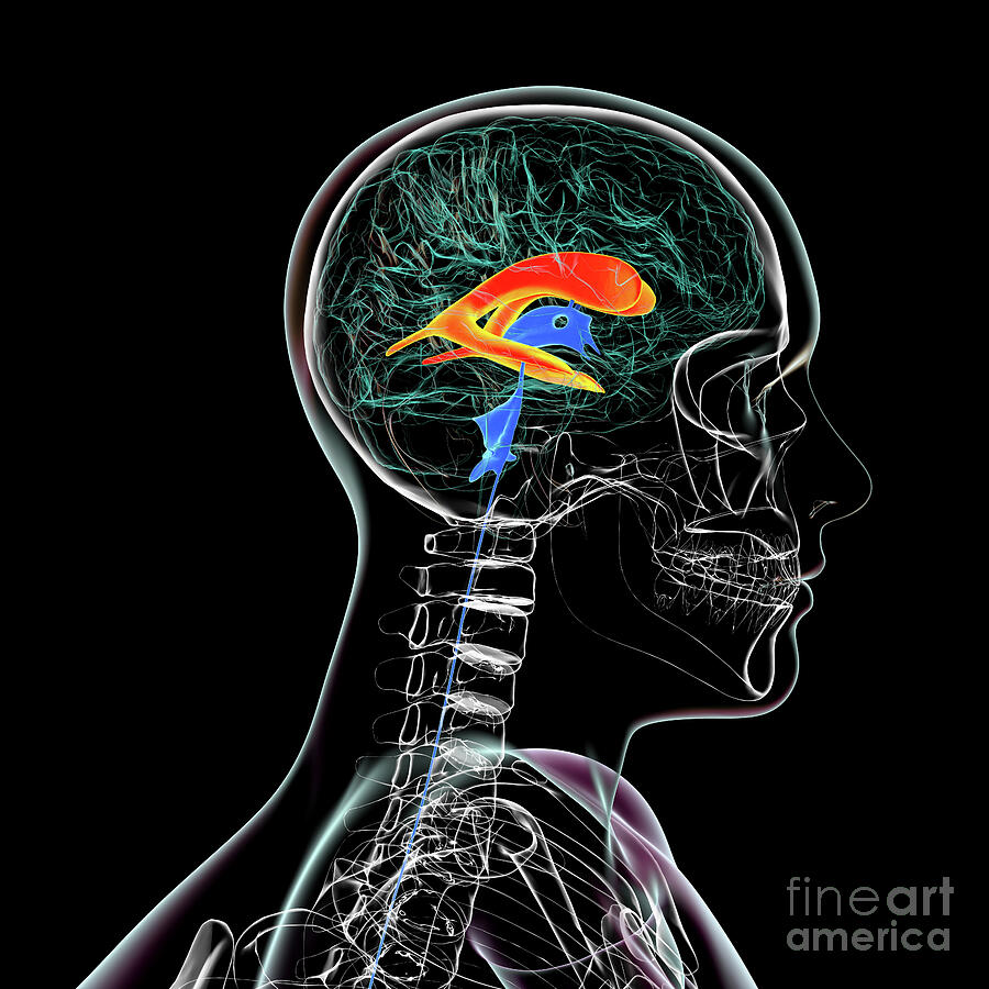 Lateral Brain Ventricles #8 Photograph by Kateryna Kon/science Photo Library - Pixels Merch