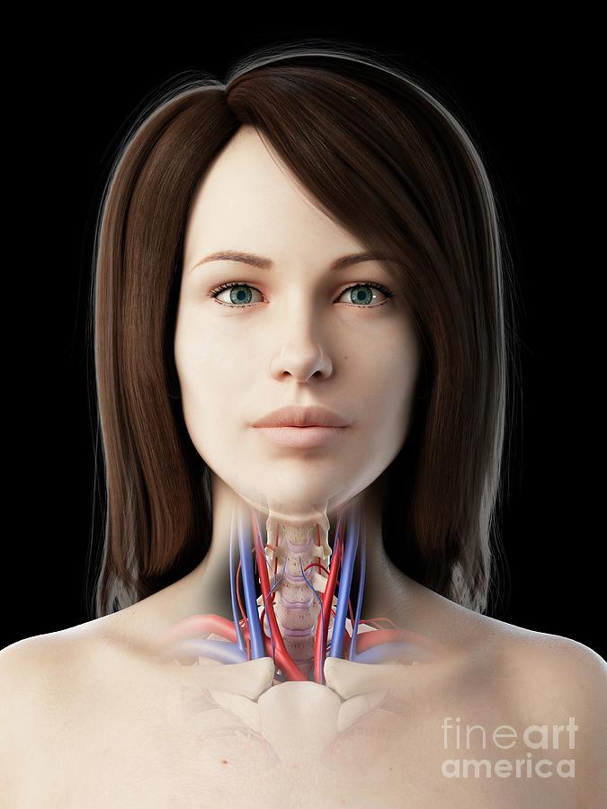 Throat Anatomy Photograph by Sebastian Kaulitzki/science Photo Library