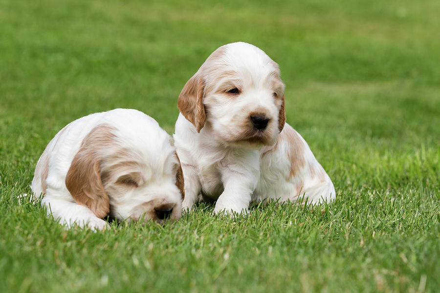 two small purebred English Cocker Spaniel puppy Photograph by Artush ...