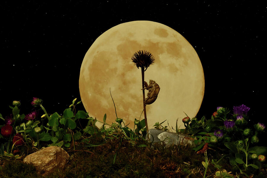 9-24-19--1113 The Cicada And A Full Moon Rising, DIY Indoor Lanscape ...