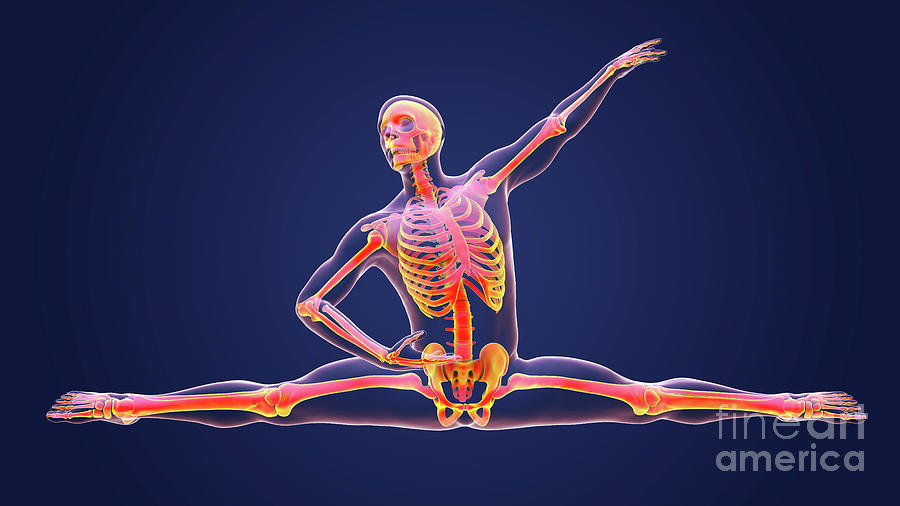 Anatomy Of A Dancer Photograph by Kateryna Kon/science Photo Library ...