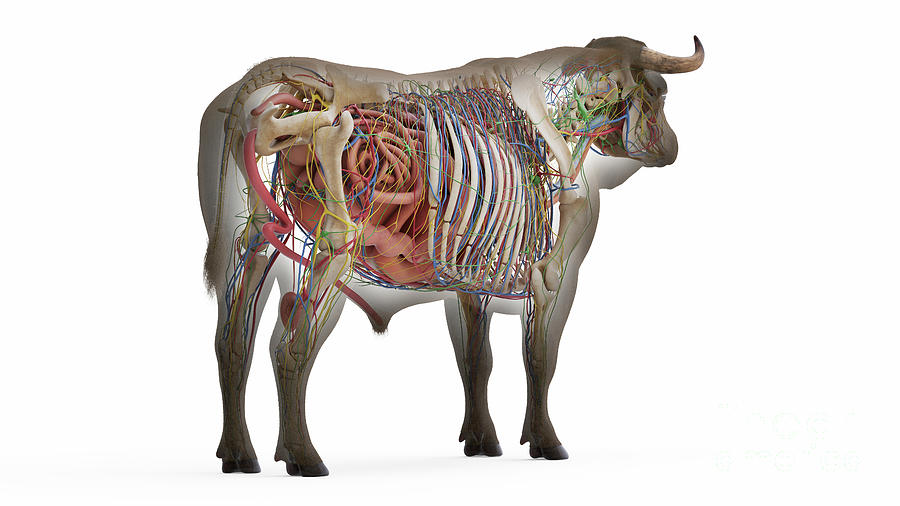 Cattle Anatomy 9 Photograph By Science Photo Library Fine Art America