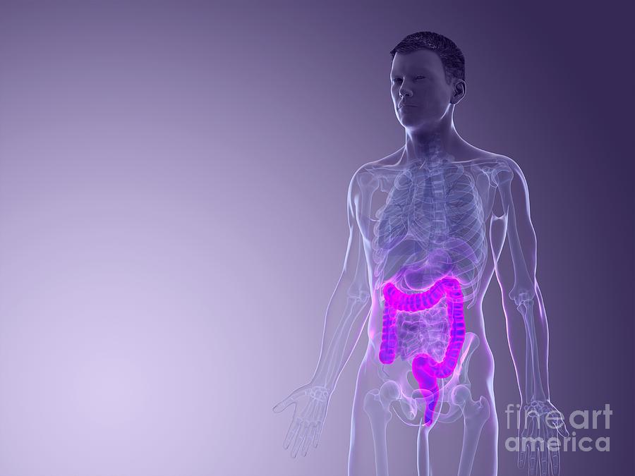 Male Colon #9 by Science Photo Library