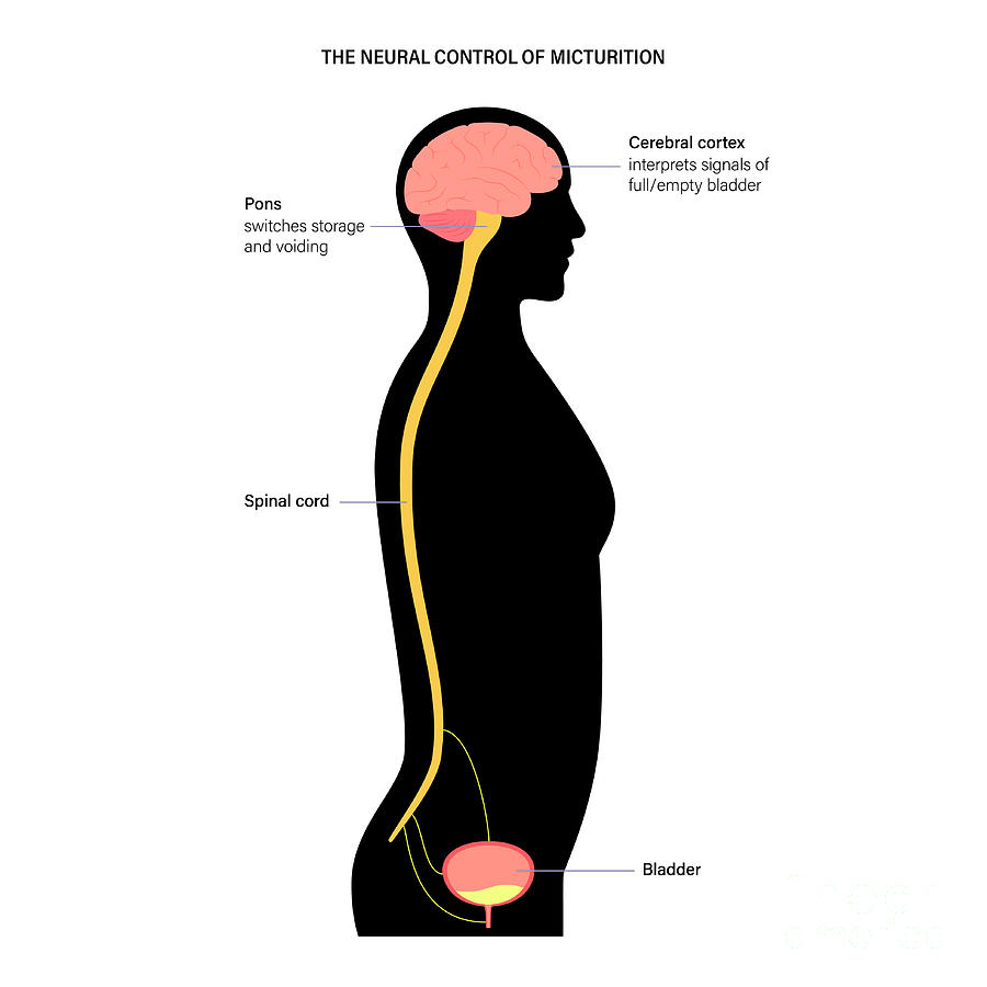 Micturition Neural Control Photograph by Pikovit / Science Photo ... Micturition Neural Control Photograph by Pikovit / Science Photo ...
