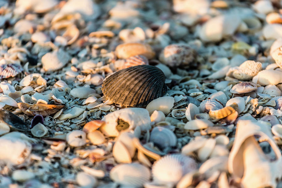 A Black Shell Framed By White Shells In The Light Of The Sunset, Boca ...
