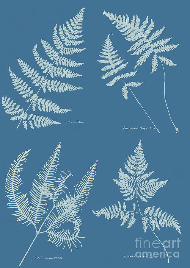 A combination of plant Cyanotypes Photograph by Damian Davies - Pixels