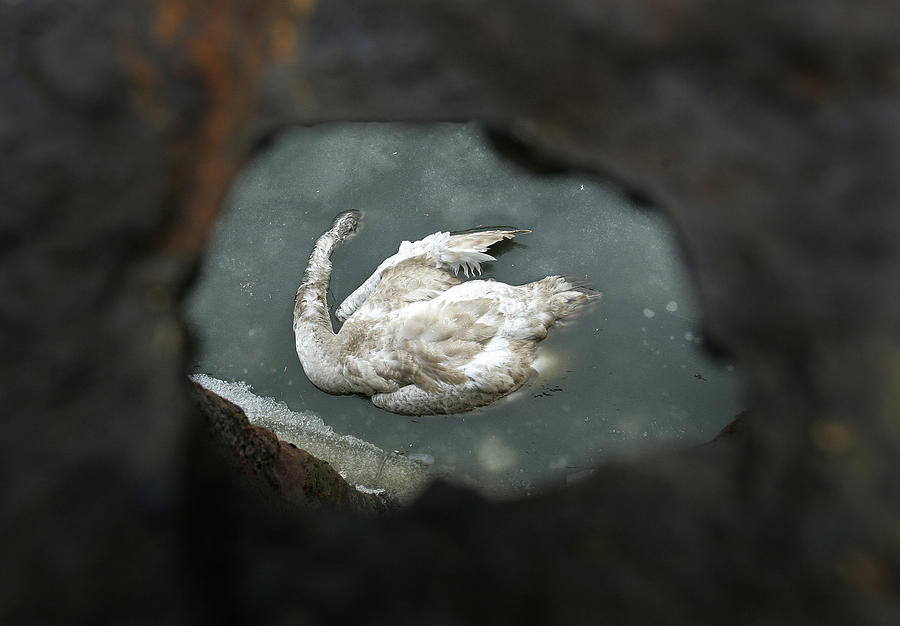 A Dead Swan is Seen Through a Hole Photograph by Christian Charisius ...
