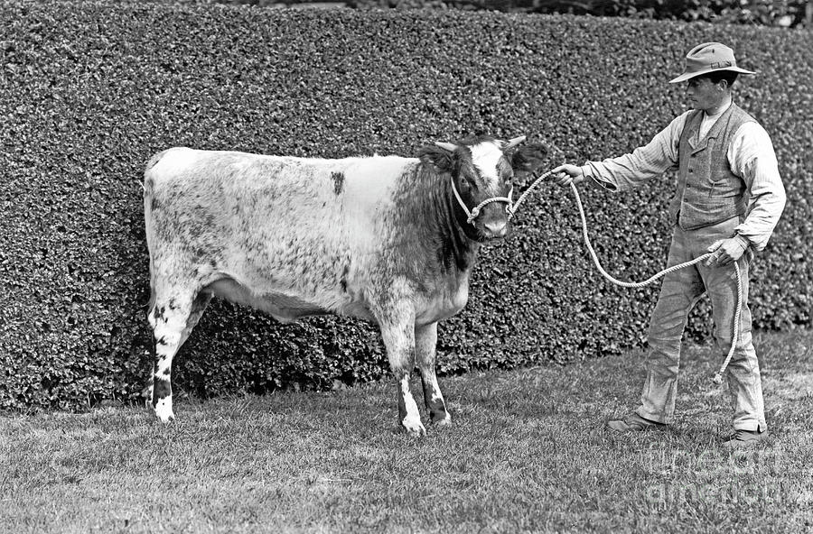 A Prize Cow, Sandringham, From 'the English Country House' Photograph ...