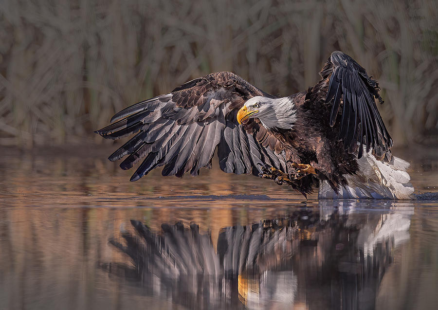 A Serious Landing... Photograph by Jennifer Lu - Fine Art America A Serious Landing... Photograph by Jennifer Lu - Fine Art America