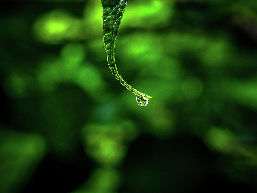 A Single Drop of Rain Photograph by Luis Vasconcelos - Fine Art America