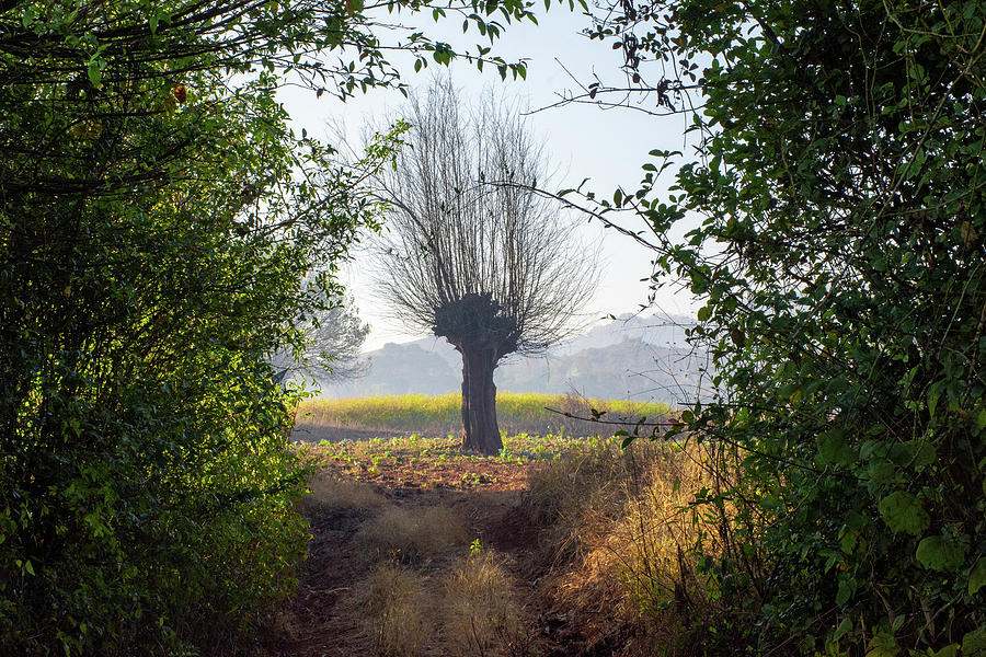 A Solo Beautiful Tree Standing Out In The Middle Of The Field ...