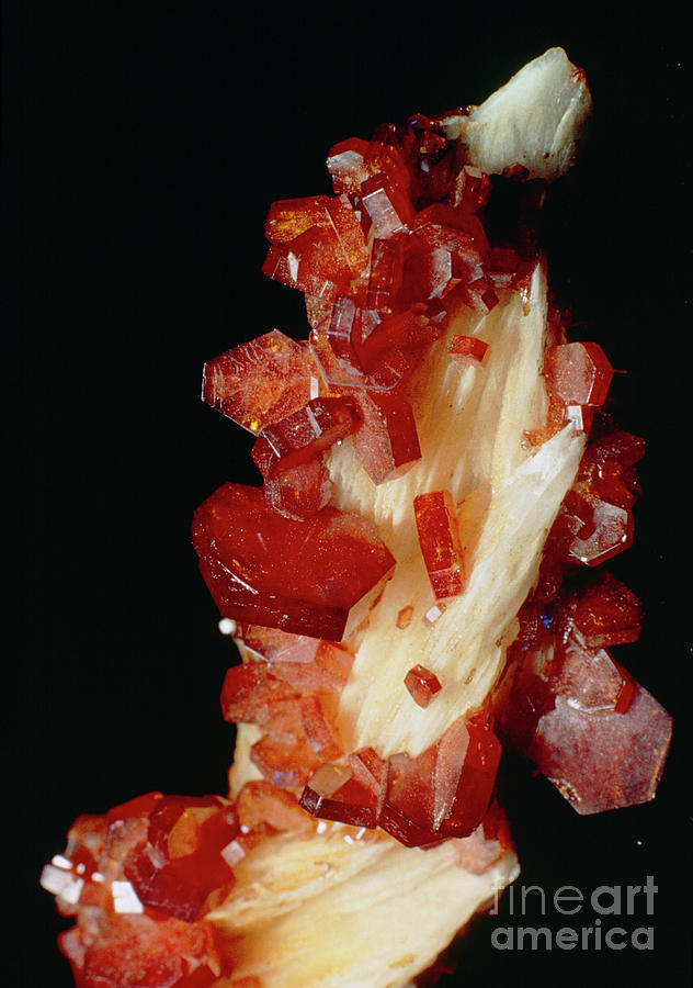 A Specimen Of The Mineral Vanadinite Photograph by Arnold Fisher ...