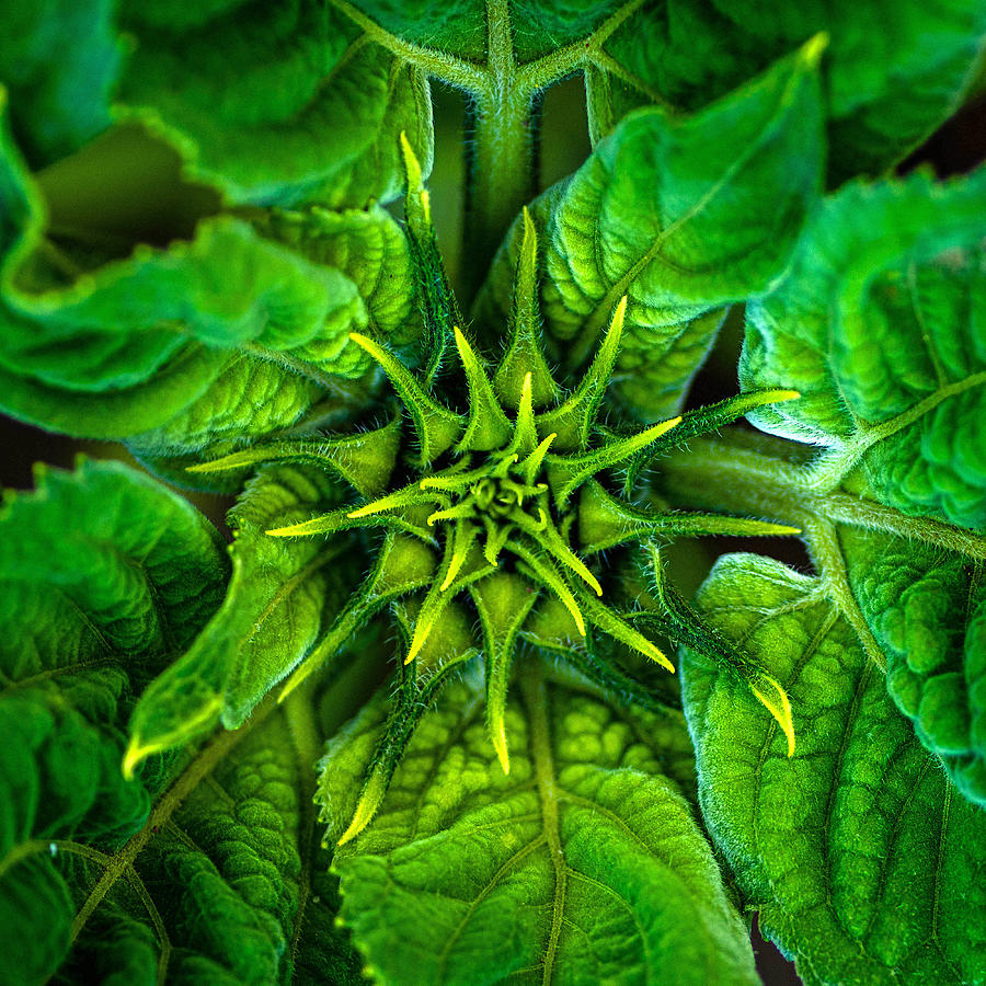 A Sunflower Is Coming Photograph by Francisco Villalpando - Pixels