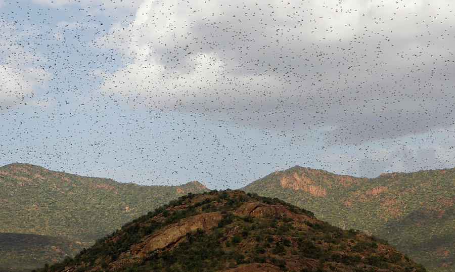 A Swarm of Desert Locusts Fly Photograph by Njeri Mwangi - Fine Art America