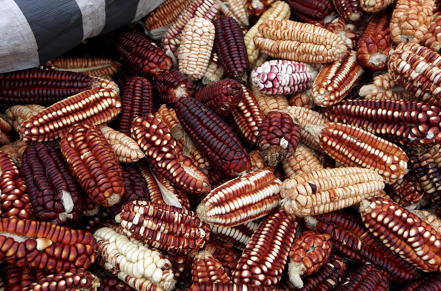 A Variety of Corn is Seen in the Andean Photograph by Janine Costa ...