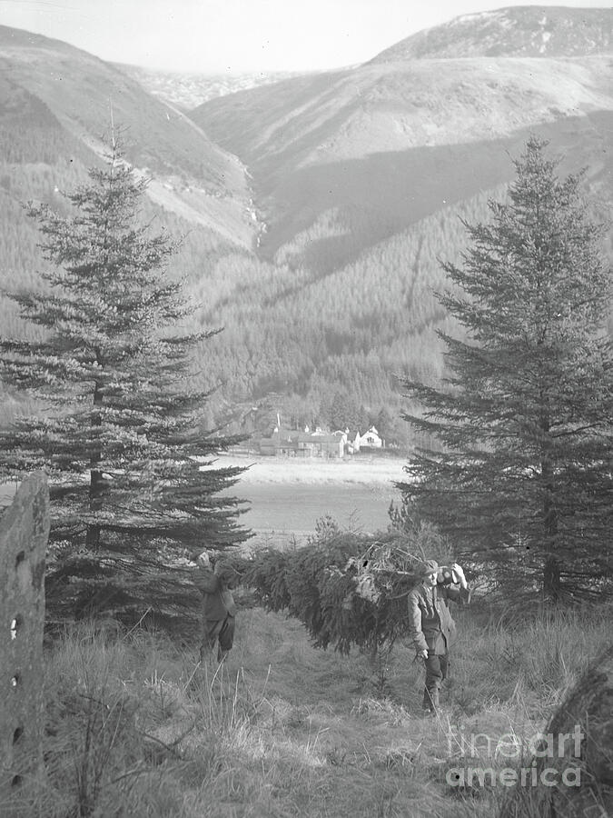 A View Of Two Men Carrying A Large Felled Christmas Tree Over Their ...