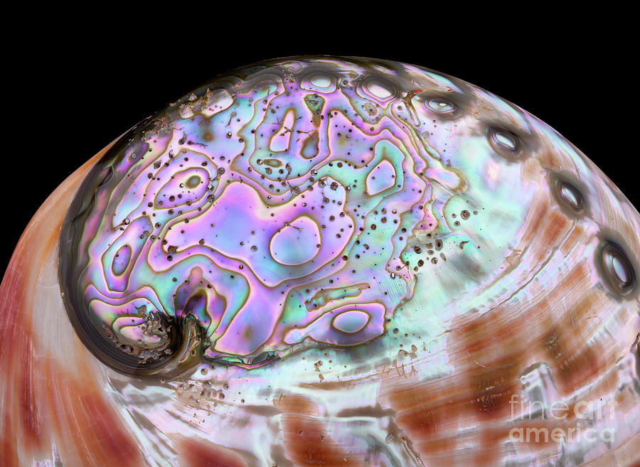 Abalone Shell Photograph by Pascal Goetgheluck/science Photo Library ...