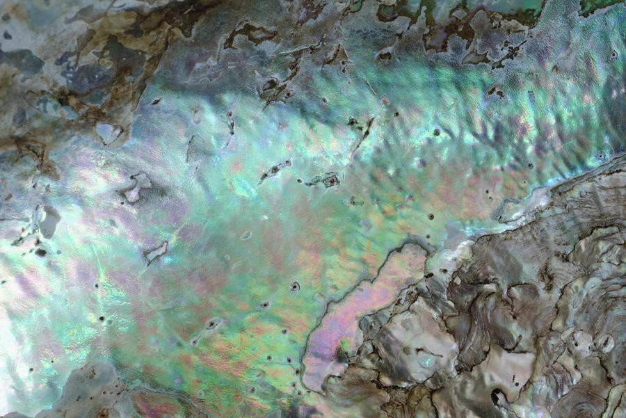 Abalone Shell Patterns 2 Photograph by Ron Mellott - Fine Art America