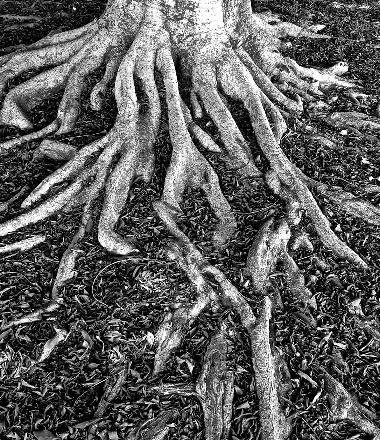 Abstract roots Photograph by J Steven - Fine Art America