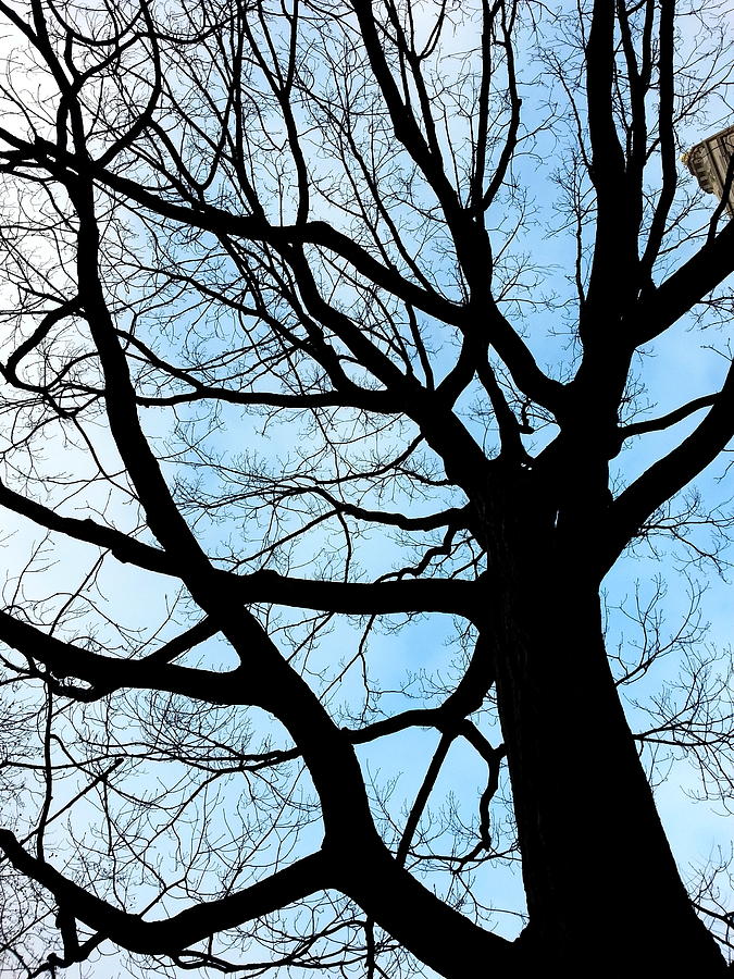 Abstract Tree Against The Sky Photograph By Elliot Mazur Pixels