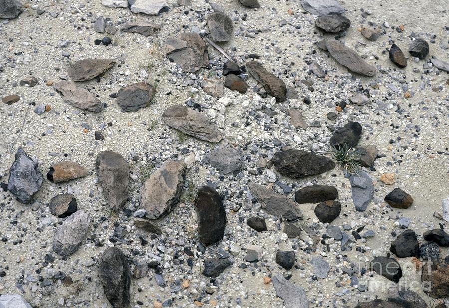 Acheulian Hand Axes Photograph by Carolina Biological Supply Company ... Acheulian Hand Axes Photograph by Carolina Biological Supply Company ...