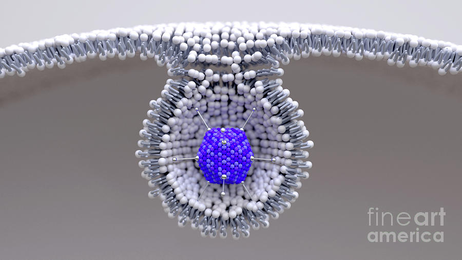 Adenovirus Entering A Cell Photograph by Design Cells/science Photo Library - Fine Art America