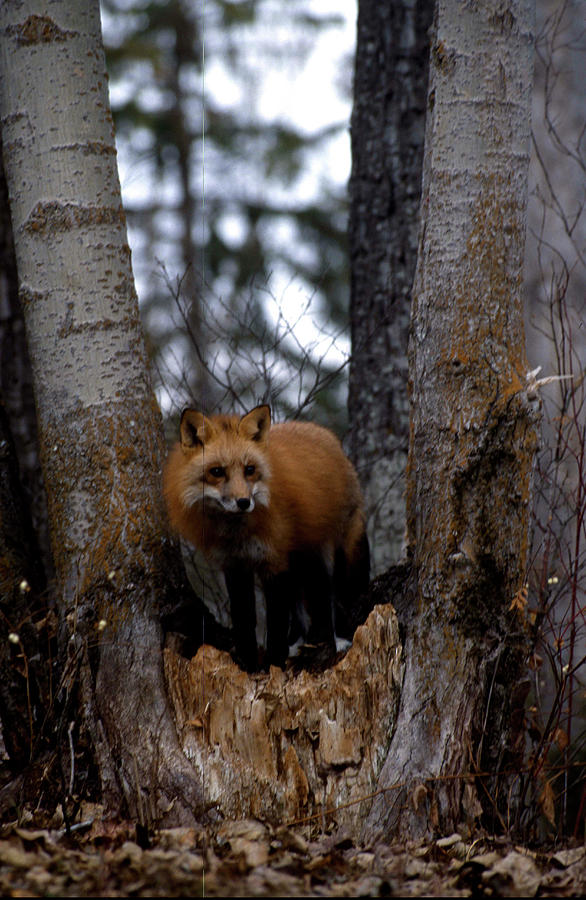 Adult red fox in a wooded area between trees - ANIM460 00209 Photograph by Kevin Russell | Fine ...