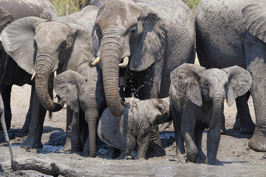 African Bush Elephants Loxodonta Photograph By Jean Francois Ducasse