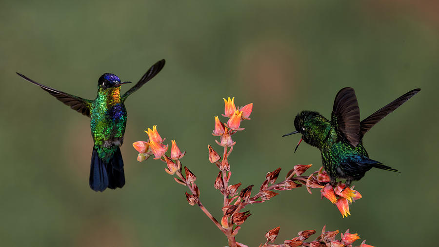 Aggressively Defending Its Territory Photograph by Sheila Xu - Fine Art ... Aggressively Defending Its Territory Photograph by Sheila Xu - Fine Art ...