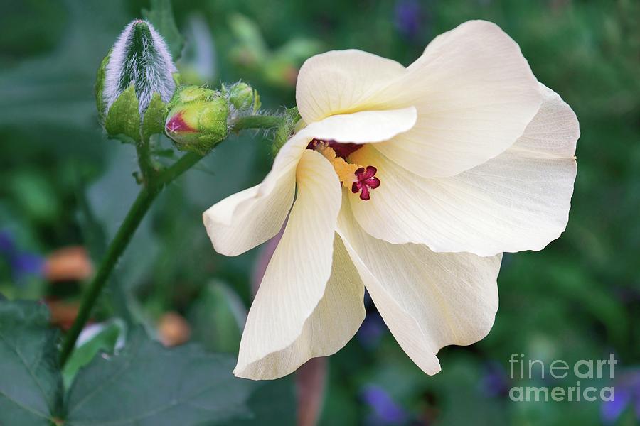 Aibika (abelmoschus Manihot) by Science Photo Library