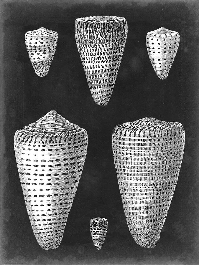 Alabaster Shells I Painting by Vision Studio - Fine Art America