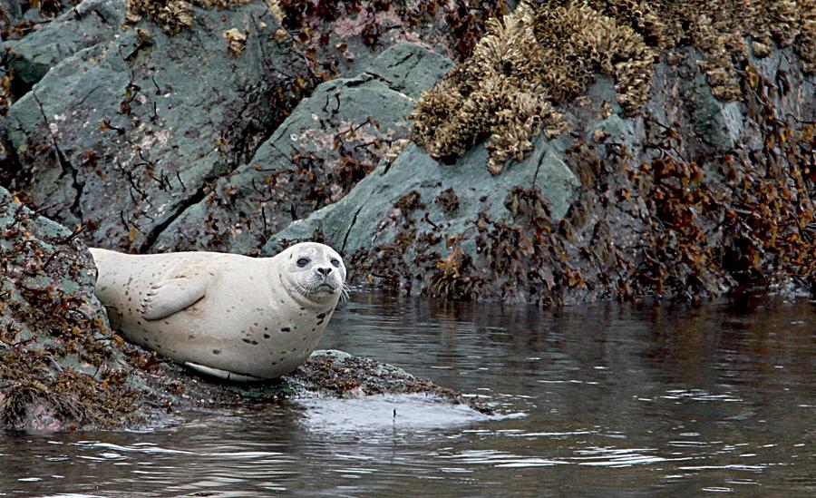 Alaska Seal Photograph by Susan Johnson - Fine Art America
