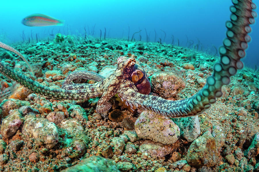 Algae Octopus As It Reaches Out To The Camera, Philippines Photograph ...