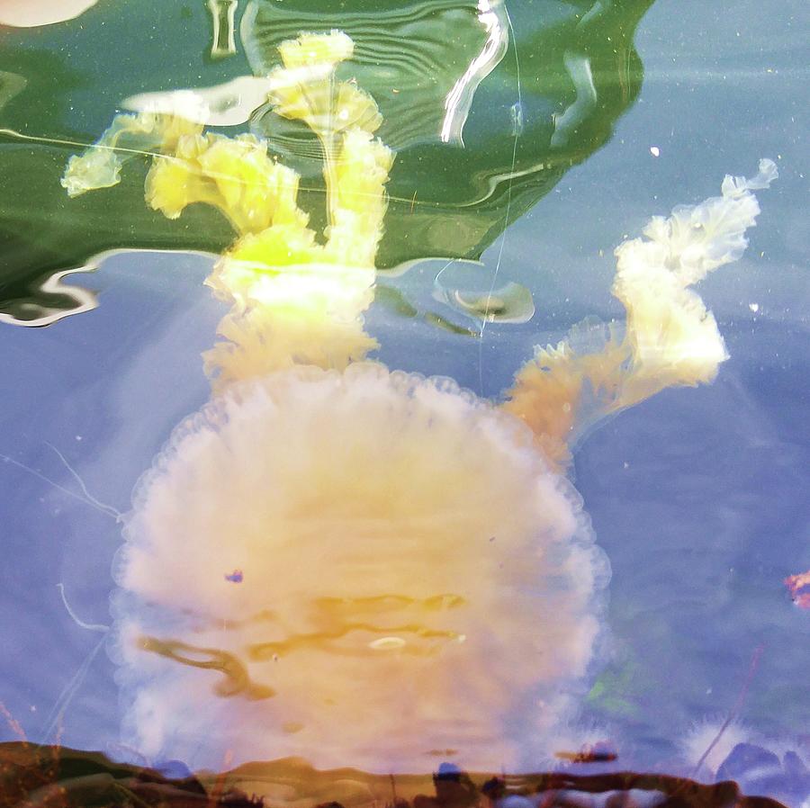 Alien Photograph by Fred Bailey - Fine Art America