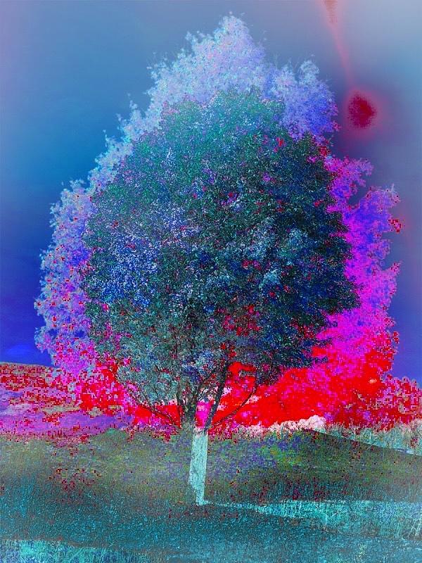 Alien Trees Photograph by Risa Johnson - Fine Art America