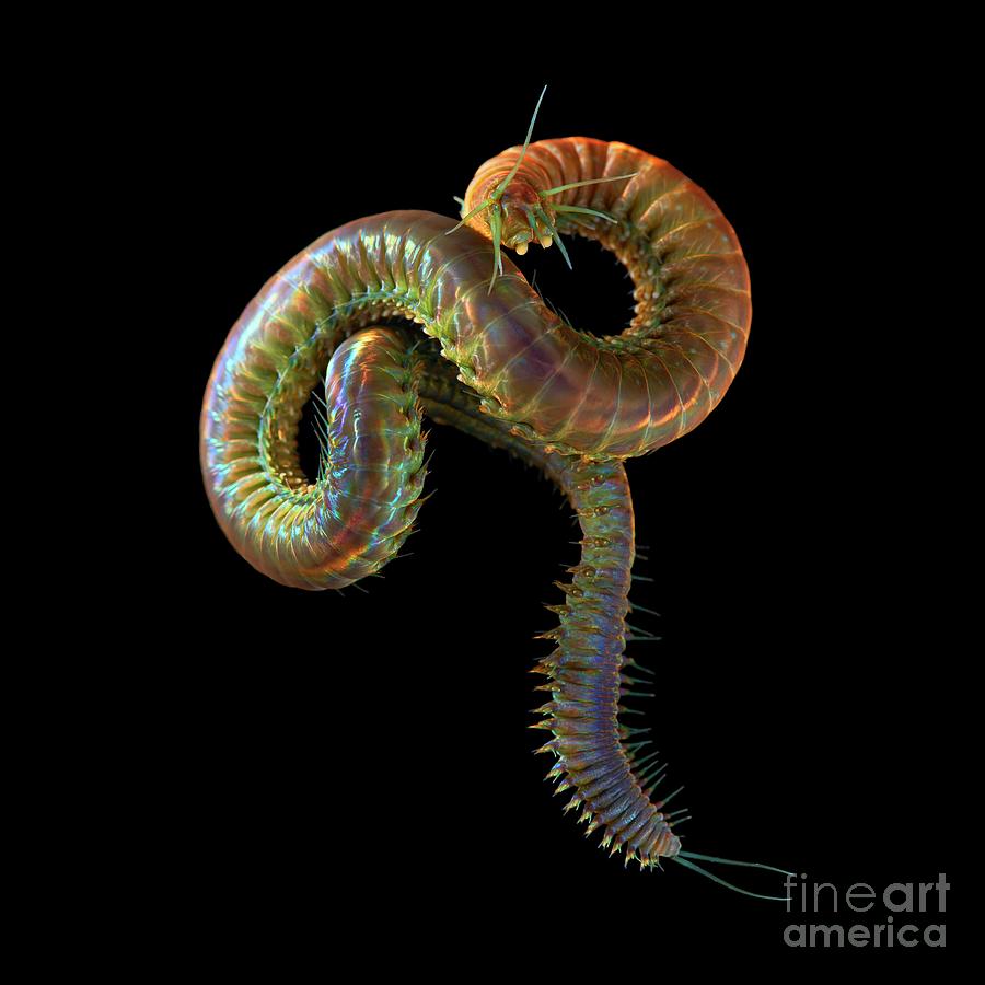 Alitta Virens Polychaete Worm Photograph by Alexander Semenov/science ...