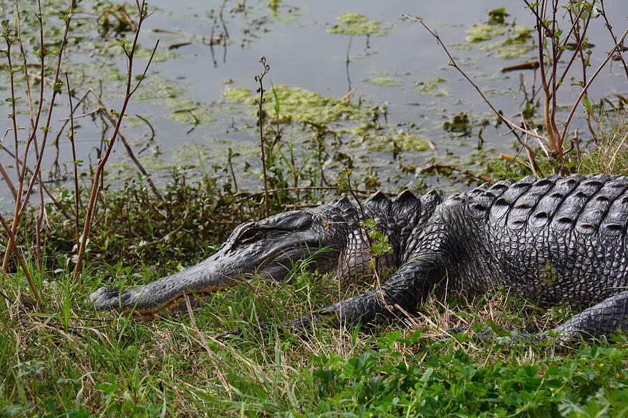 Alligator Close Up Photograph by Brigitta Diaz - Fine Art America