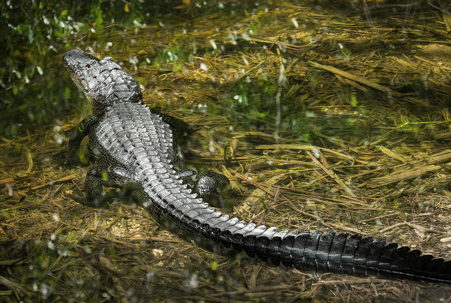 Alligator In Swamp At Forest Photograph by Cavan Images - Pixels