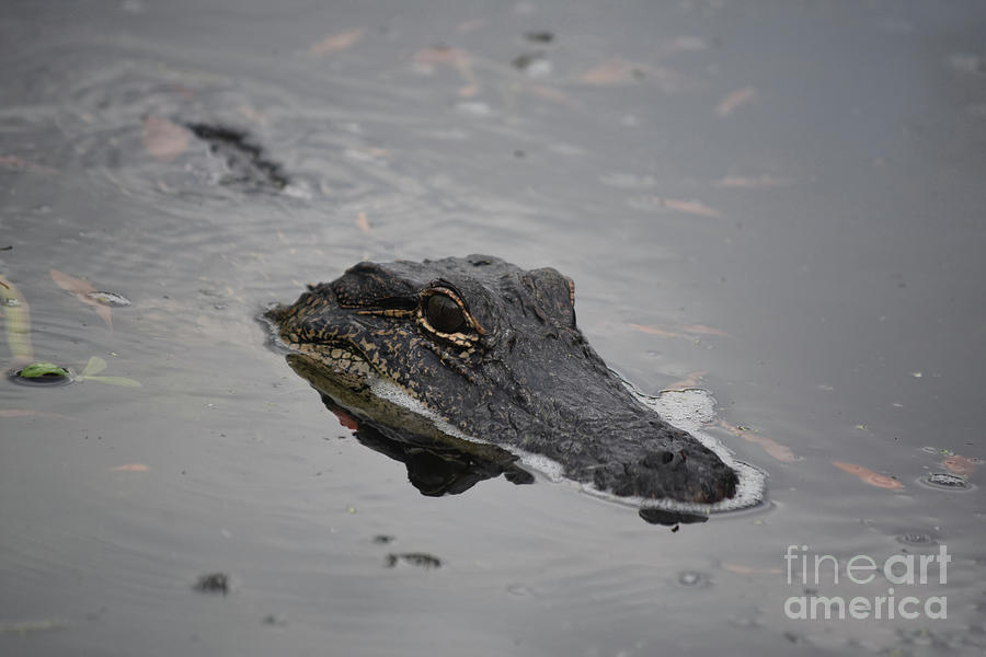 Alligator Trolling the Swampy Bayou Waters in Louisiana Photograph by ...
