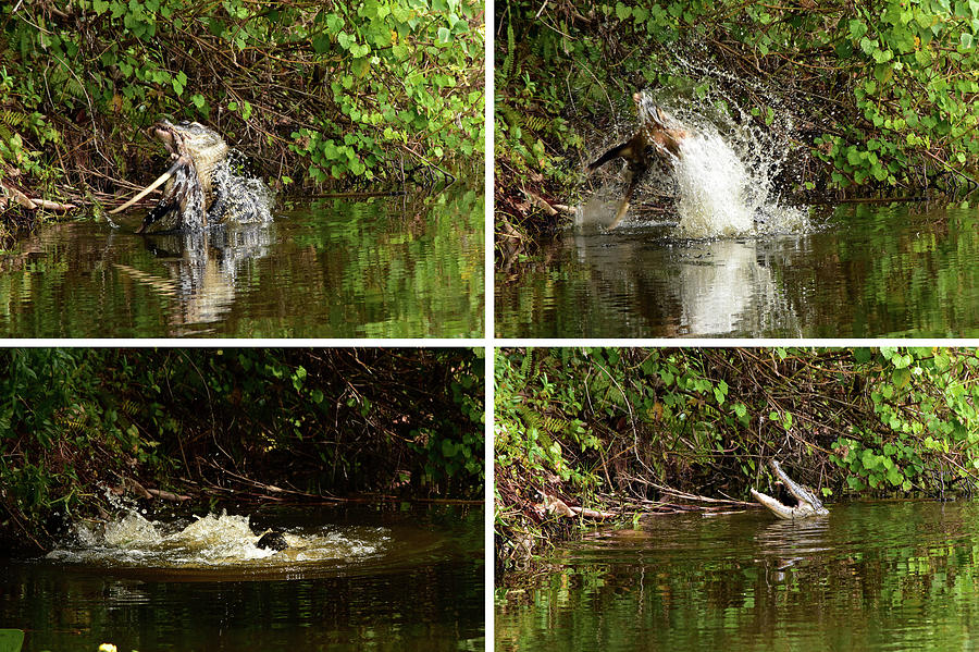 Alligators Are Killing Machines Photograph by William Tasker - Fine Art ...