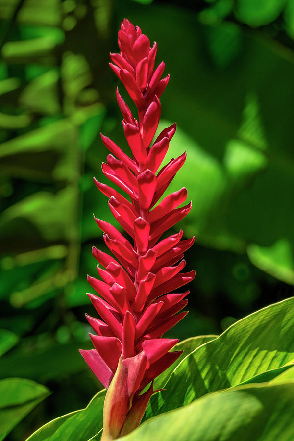 Alpinia Purpurata Photograph by Jim Engelbrecht - Pixels