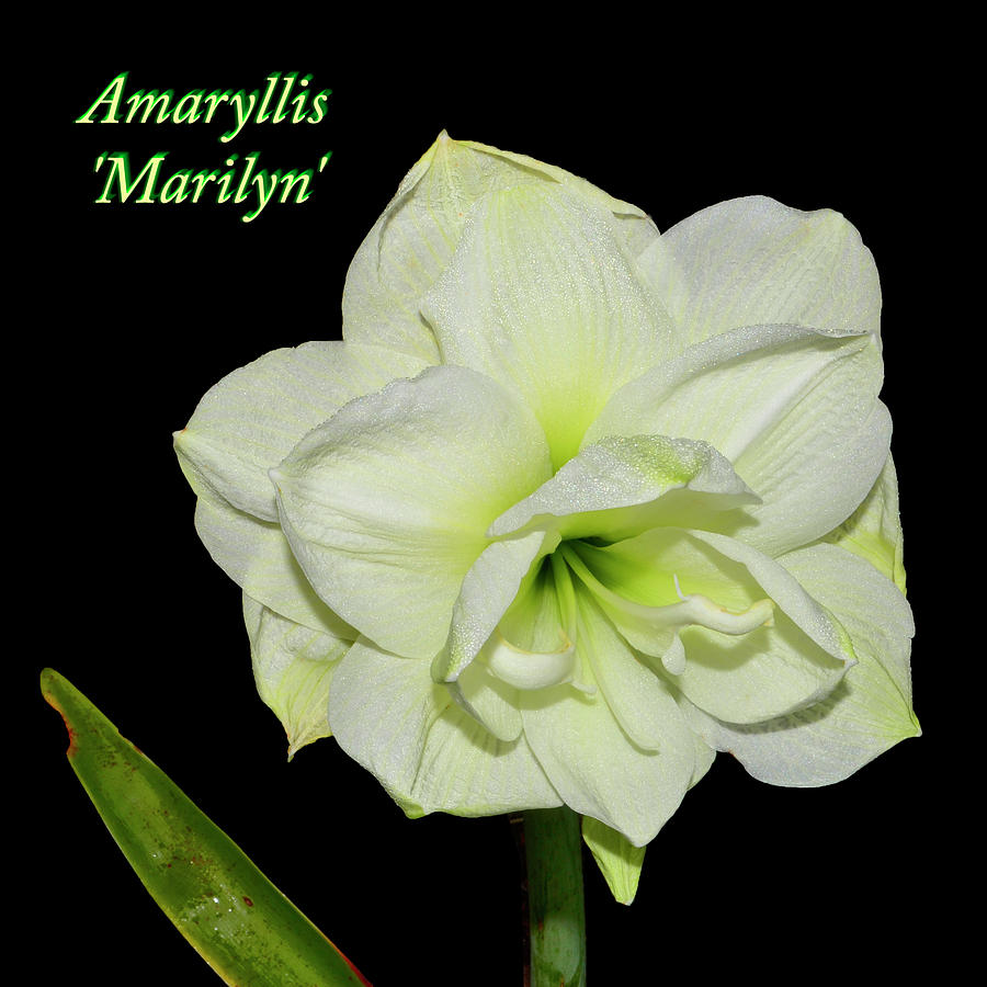 Amaryllis - Marilyn 001 text Photograph by George Bostian - Fine Art America