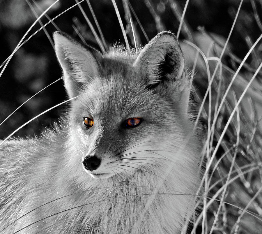 Amazing Gaze Photograph by Susan Spitz - Fine Art America