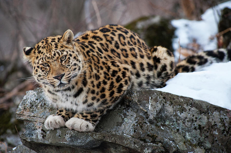 Amur Leopard, Primorsky Krai, Far East Russia Photograph by Valeriy ...