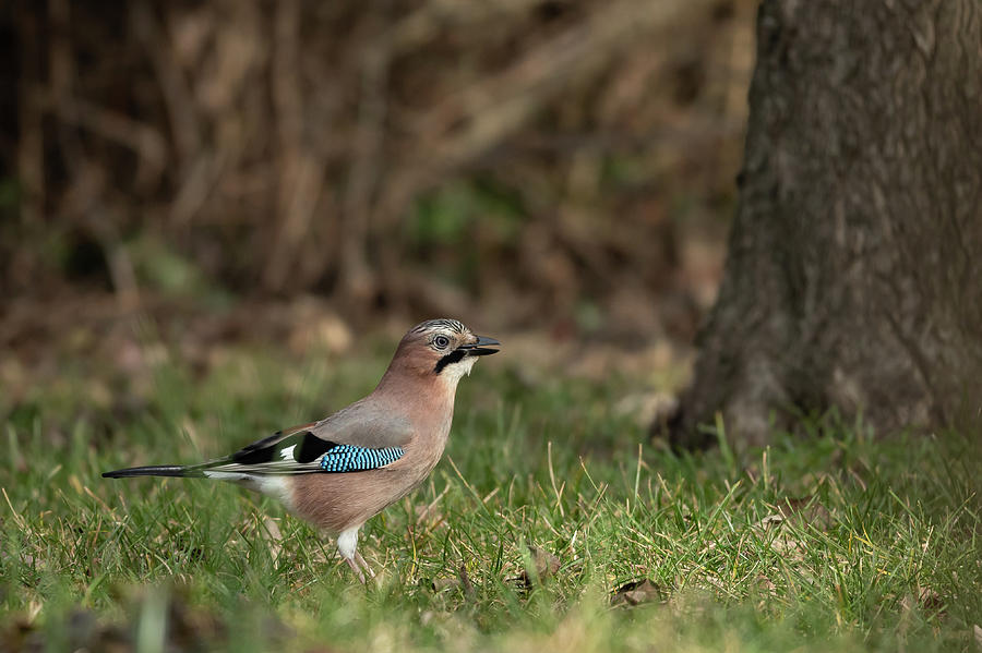 An Eurasian jay looking for food on the ground Photograph by Stefan ...